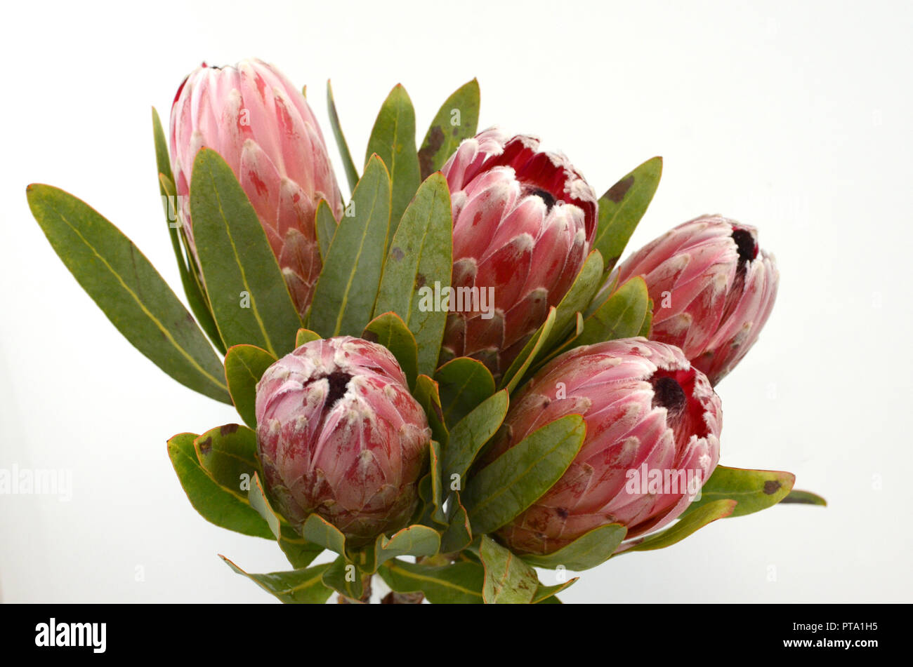 Red proteas hi-res stock photography and images - Alamy