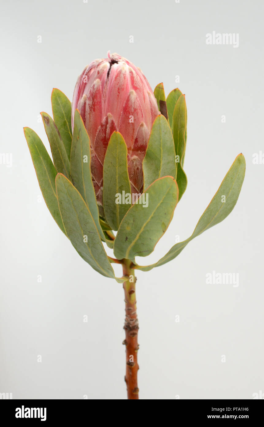 Red proteas hi-res stock photography and images - Alamy