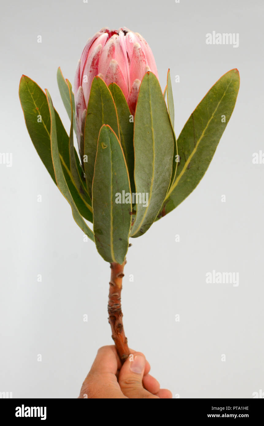 Red king protea plant on white background Stock Photo - Alamy