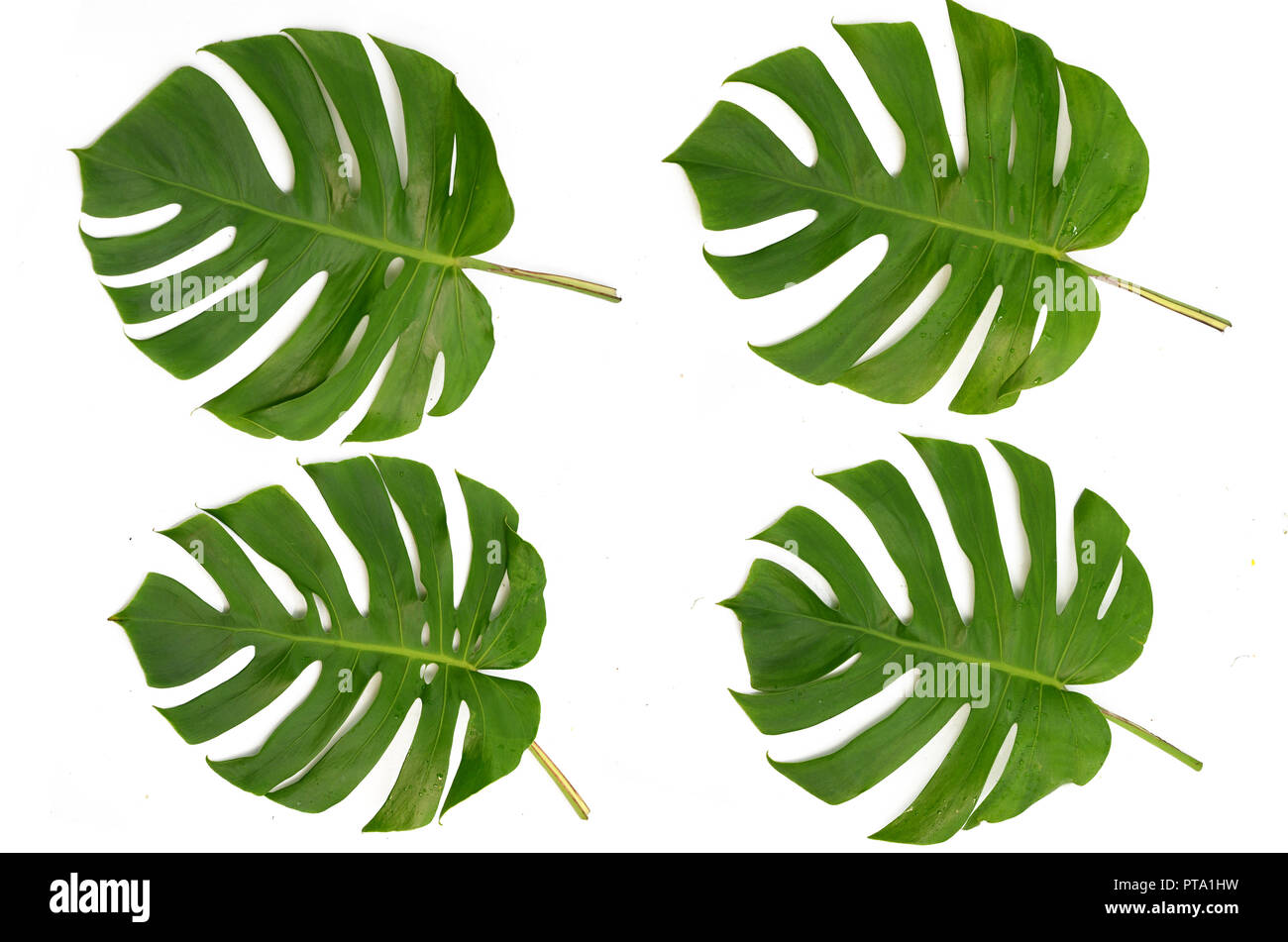 Tropical leaves Monstera on white background. Flat lay, top view Stock ...