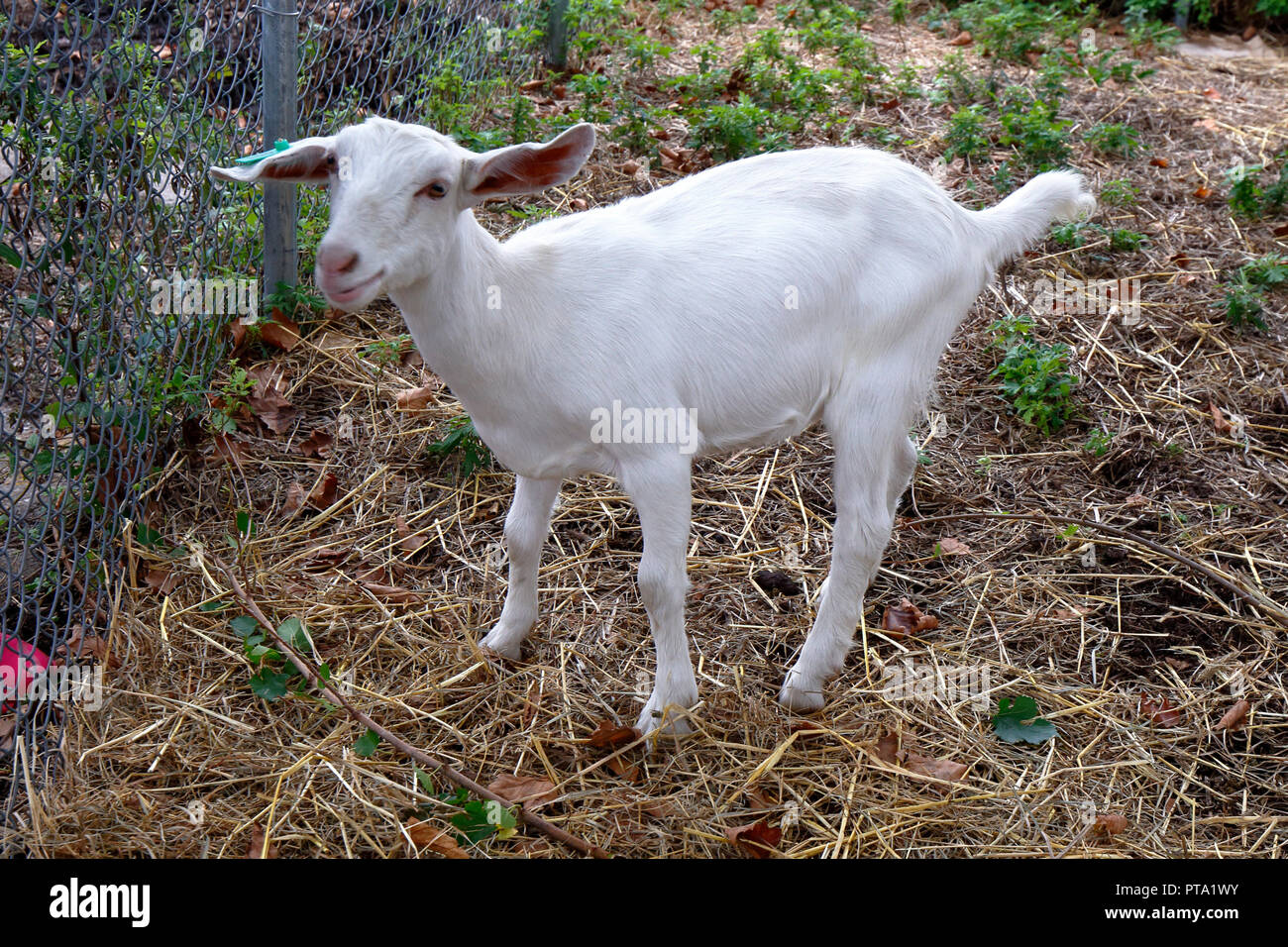 Kid goat hi-res stock photography and images - Alamy