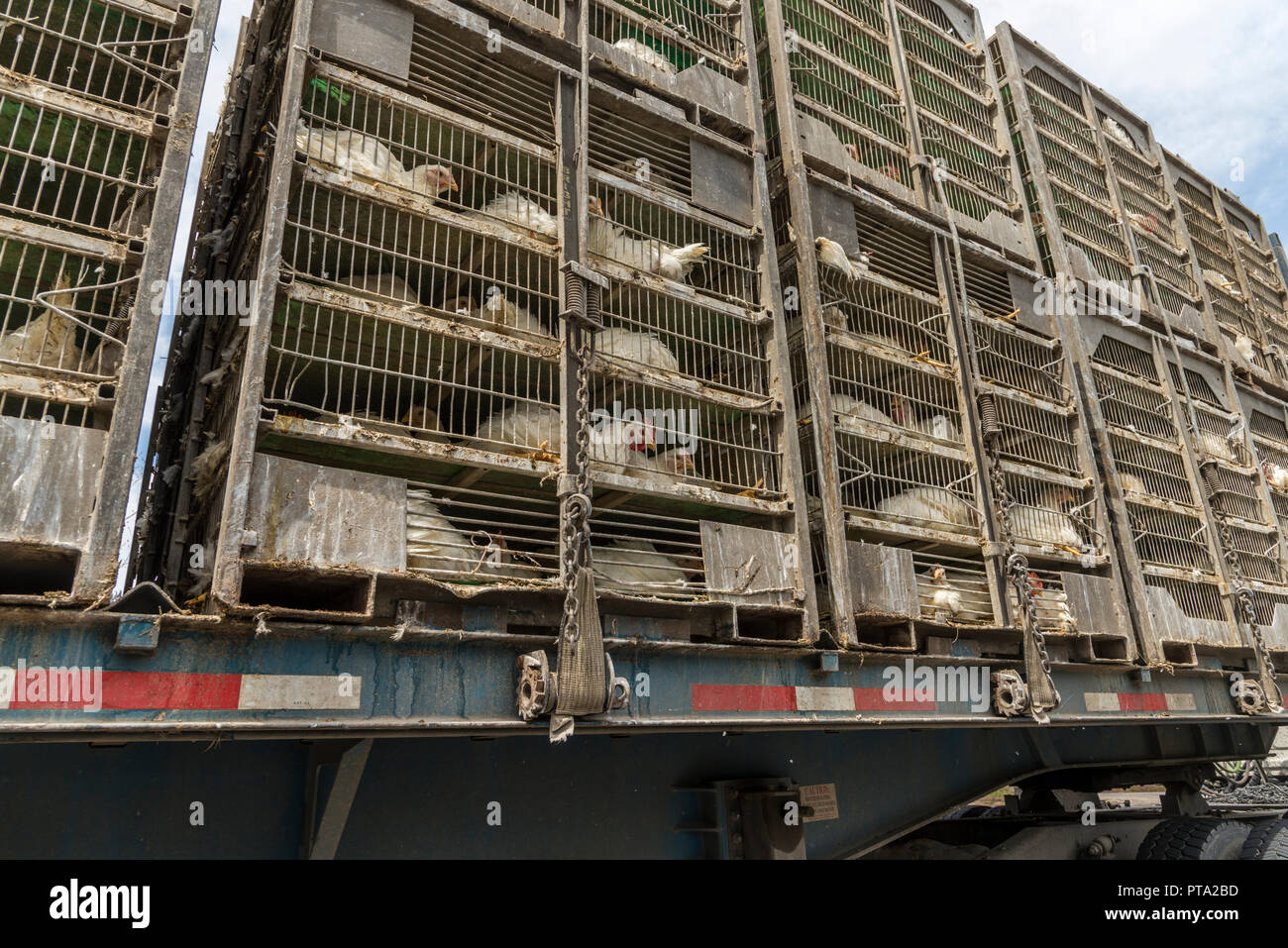 Chicken transportation hi-res stock photography and images - Alamy