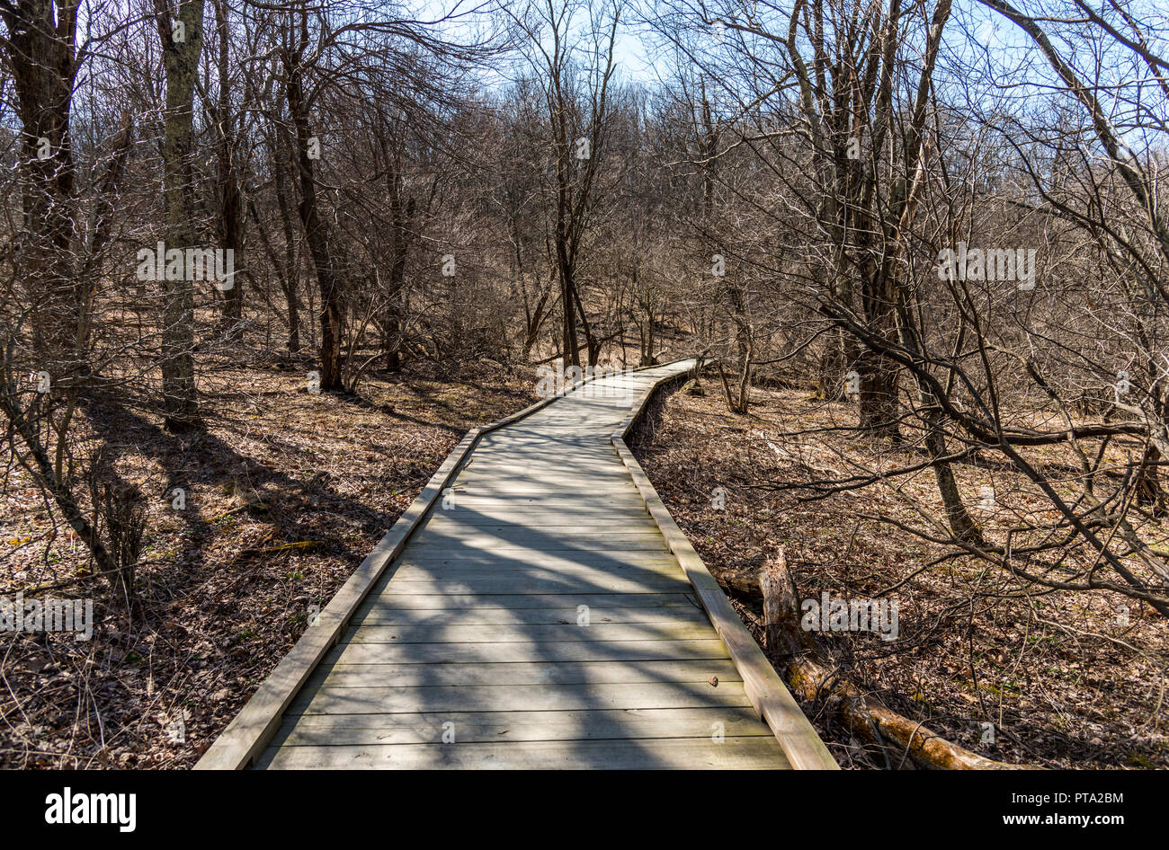 Trails Trees In Forest Country Road High Resolution Stock Photography ...