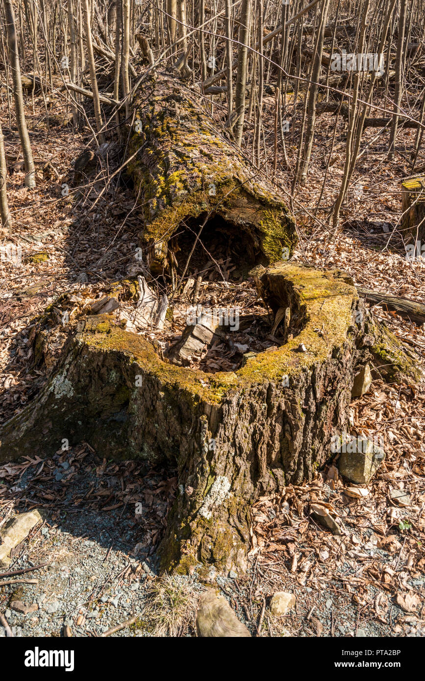 Tree trunk hollow hi-res stock photography and images - Alamy