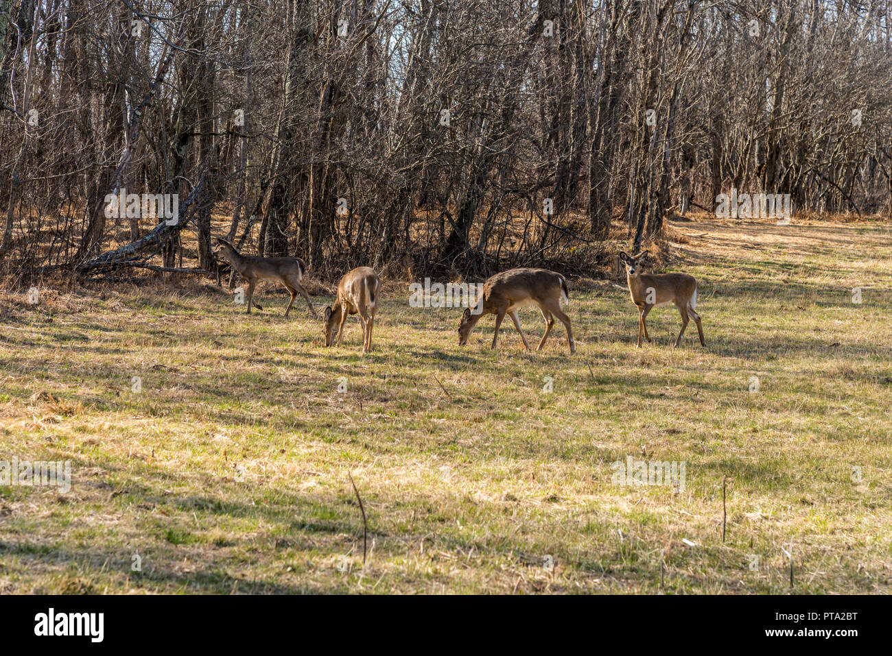 South texas whitetail buck deer hi-res stock photography and images - Alamy
