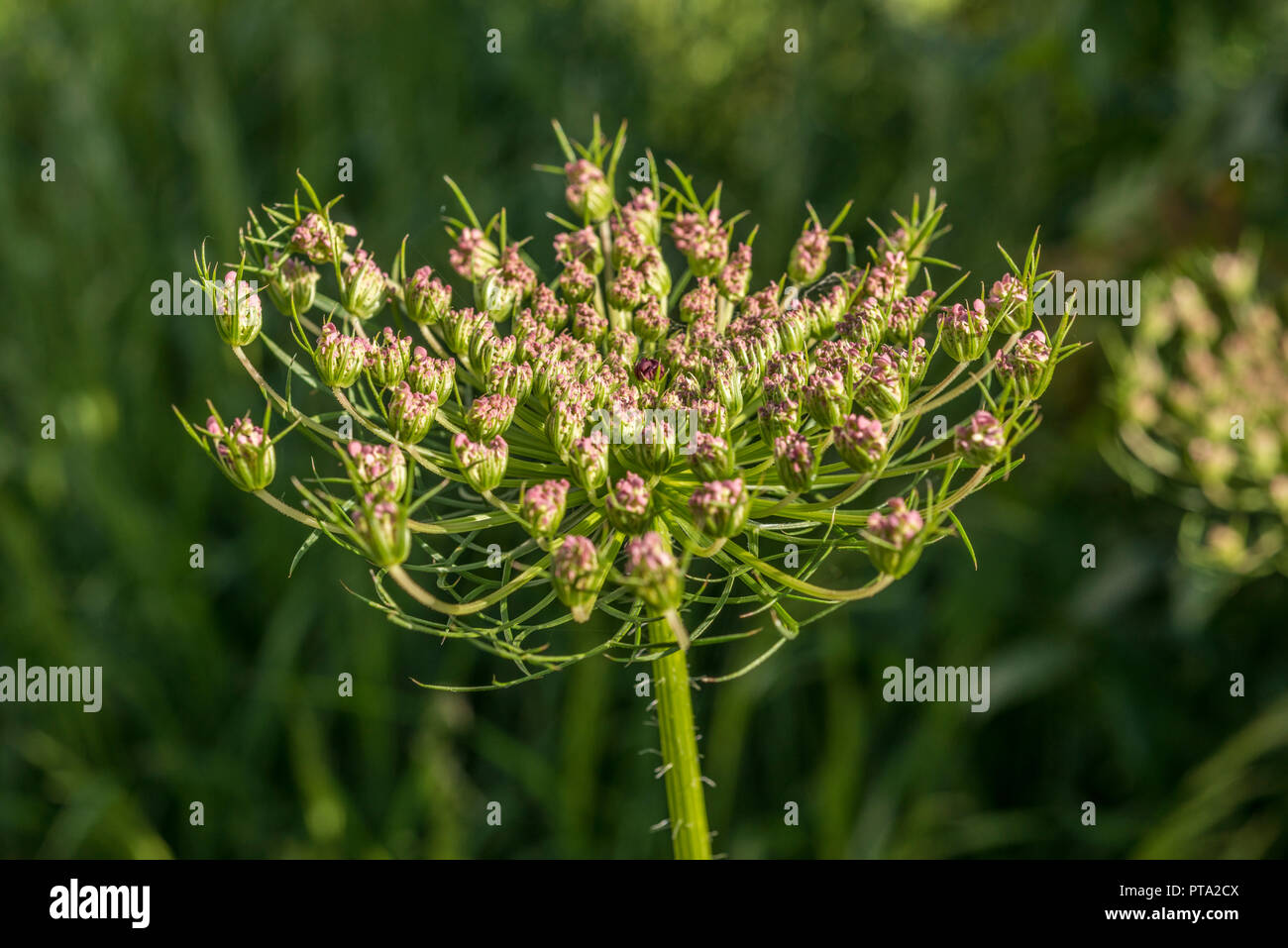 Ammi visnaga toothpick hi-res stock photography and images - Alamy