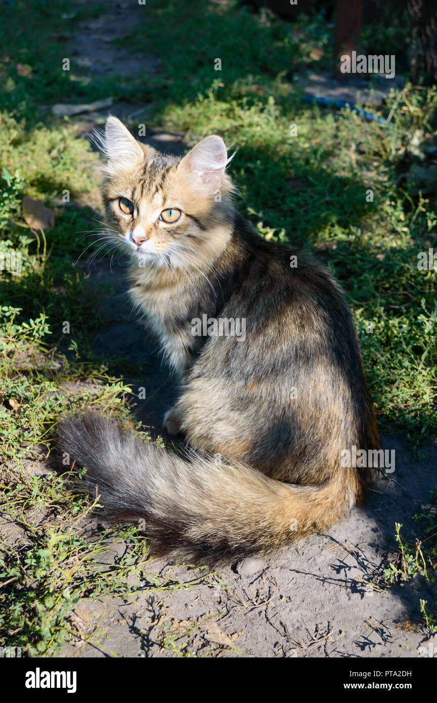 Beautiful kitten on the background of nature, carefully looking ...