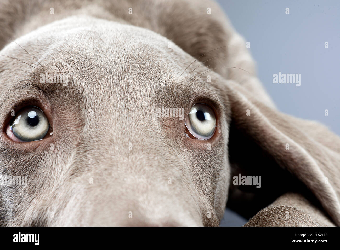 Portrait of an adorable Weimaraner dog, studio shot, isolated on grey ...