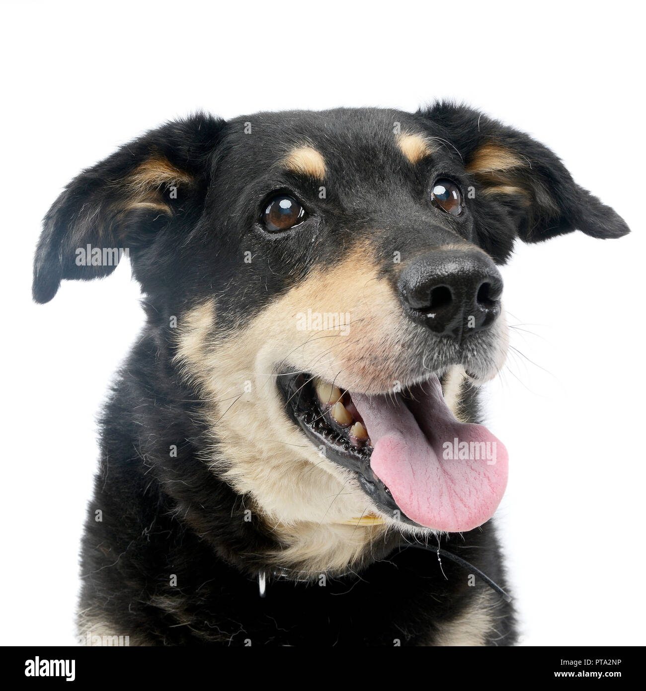 Portrait of an adorable mixed breed dog, studio shot, isolated on white ...