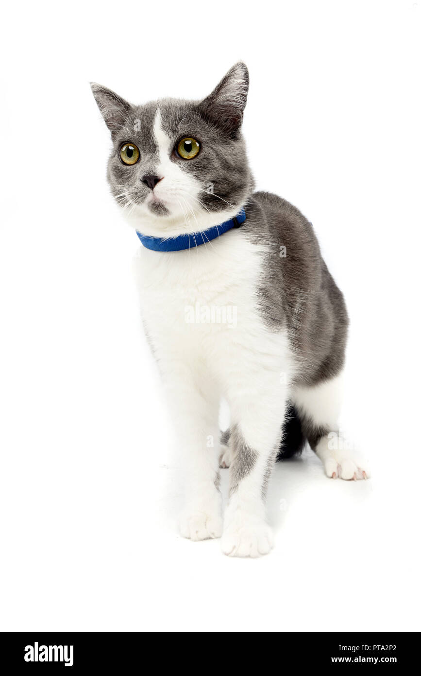 Cat trust Cut Out Stock Images & Pictures - Alamy