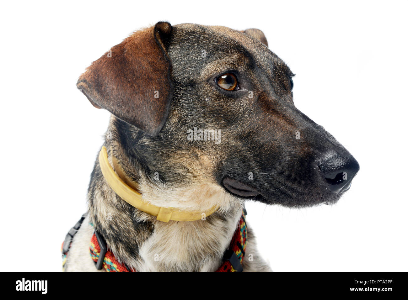 Portrait of an adorable mixed breed dog, studio shot, isolated on white ...