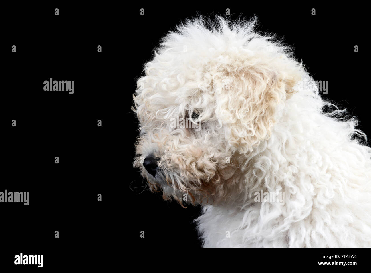 Portrait of a cute Puli dog, studio shot, isolated on black Stock Photo ...