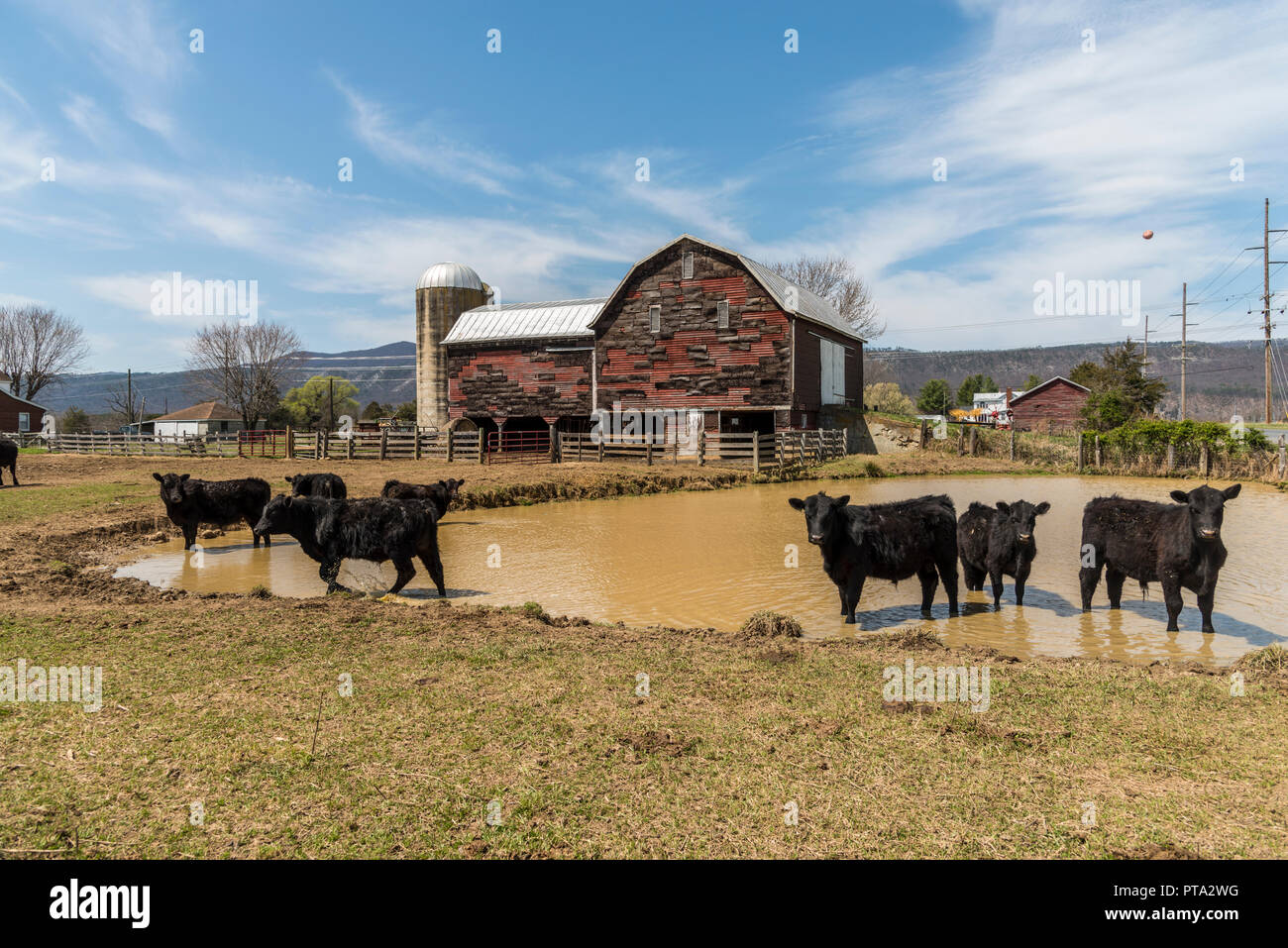 Farm house barn cow hi-res stock photography and images - Alamy