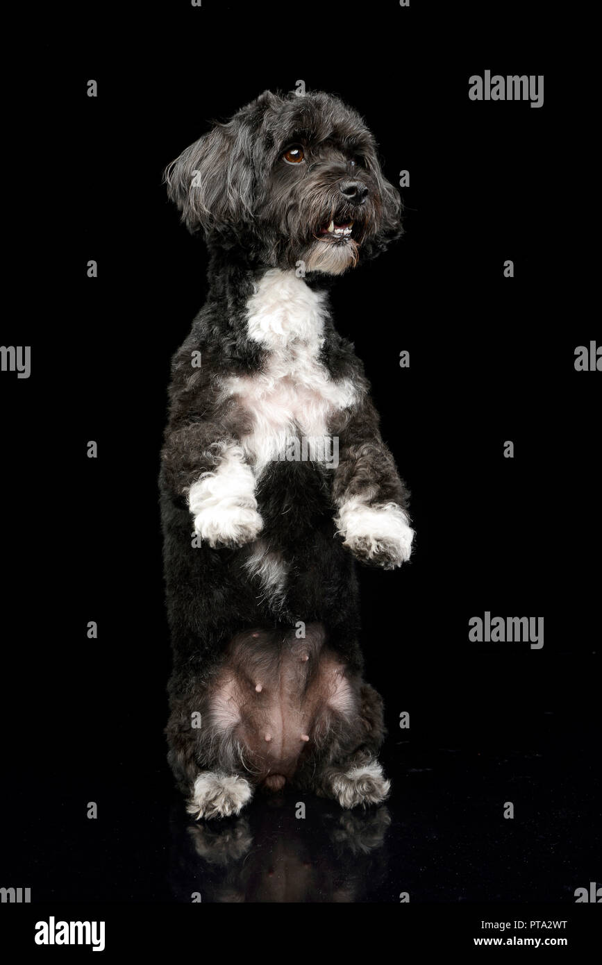 An adorable Havanese dog standing on two legs, studio shot, isolated on ...