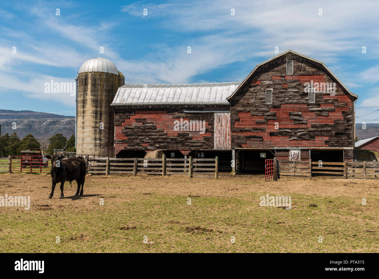Red barn cow hi-res stock photography and images - Alamy