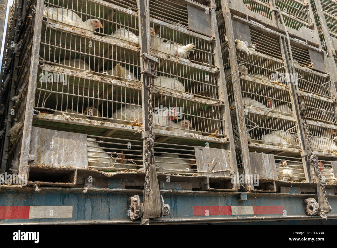 Chicken cages hi-res stock photography and images - Alamy