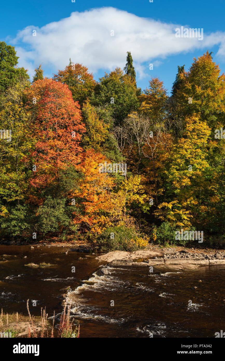 Autumn colours on the River Ericht, Blairgowrie, Perthshire, Scotland ...