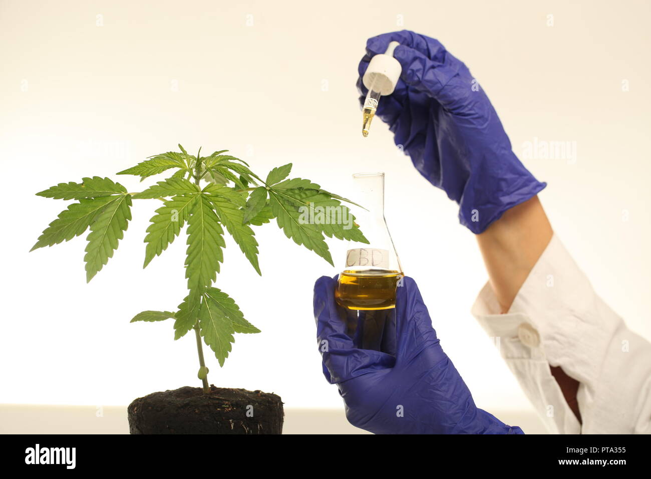 Plant in laboratory medical marijuana cannabis oil Stock Photo - Alamy