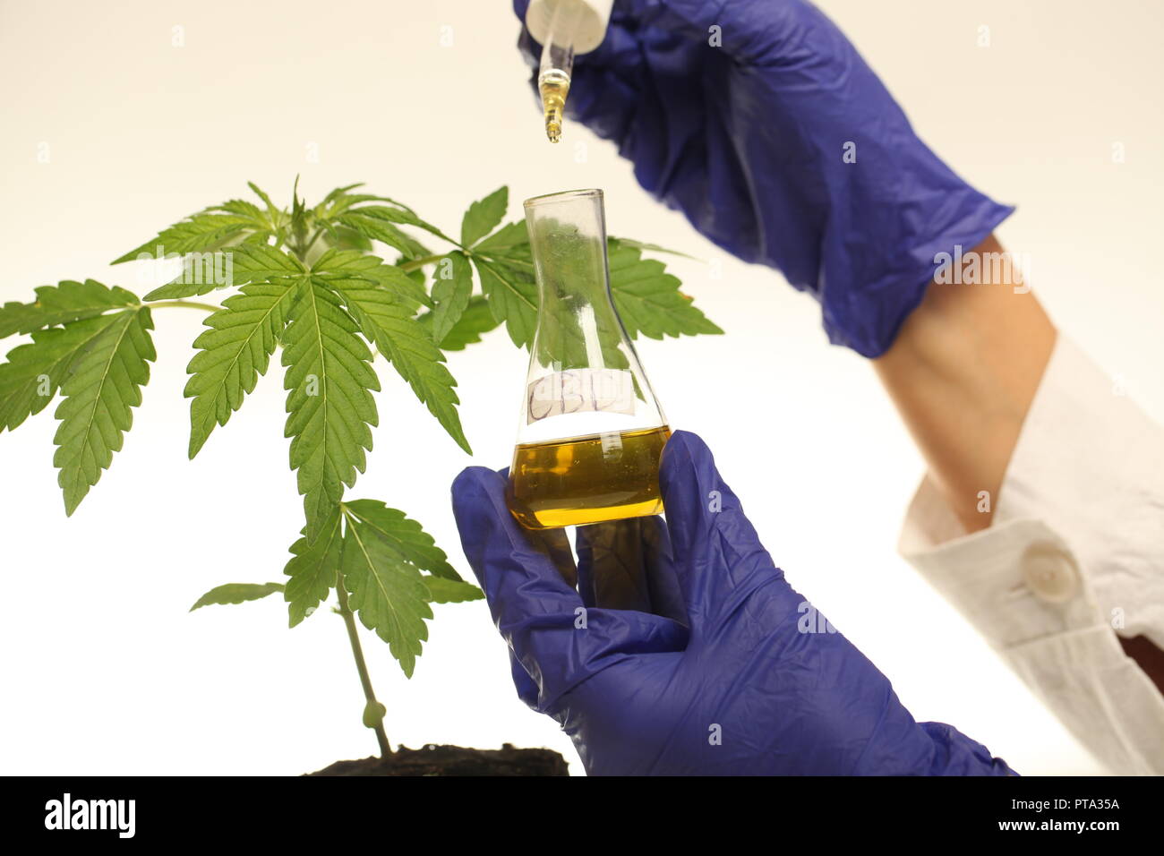 Plant in laboratory medical marijuana cannabis oil Stock Photo - Alamy