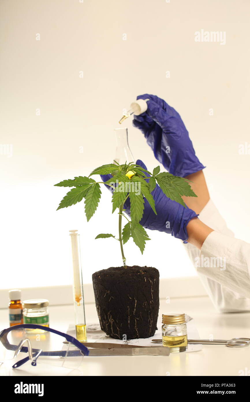 Medical cannabis in flask hi-res stock photography and images - Alamy