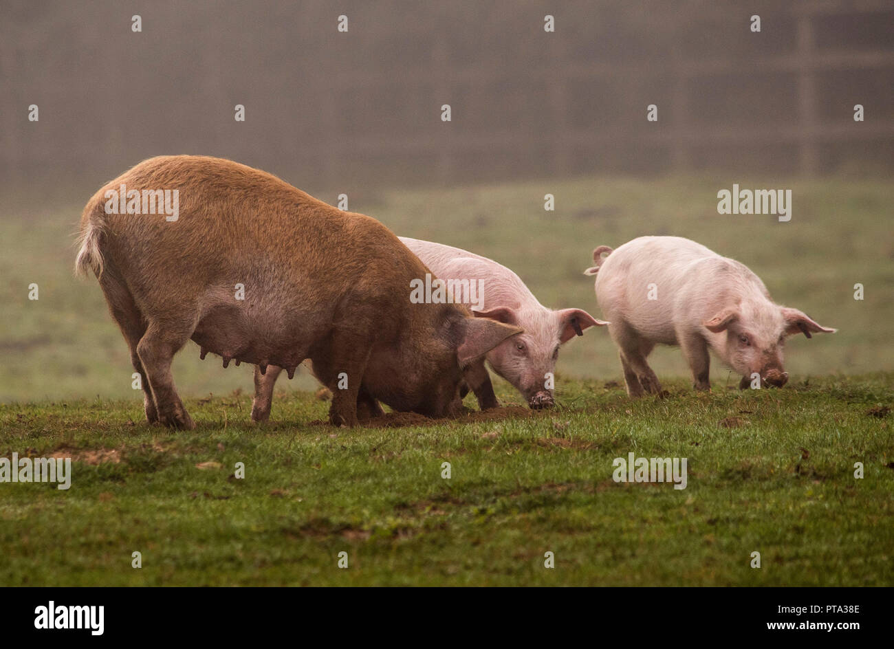 Porky High Resolution Stock Photography and Images - Alamy