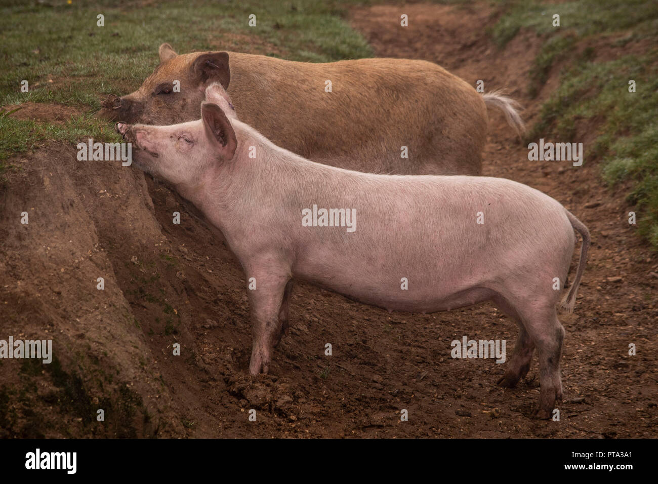 Boar Pigs High Resolution Stock Photography and Images - Alamy
