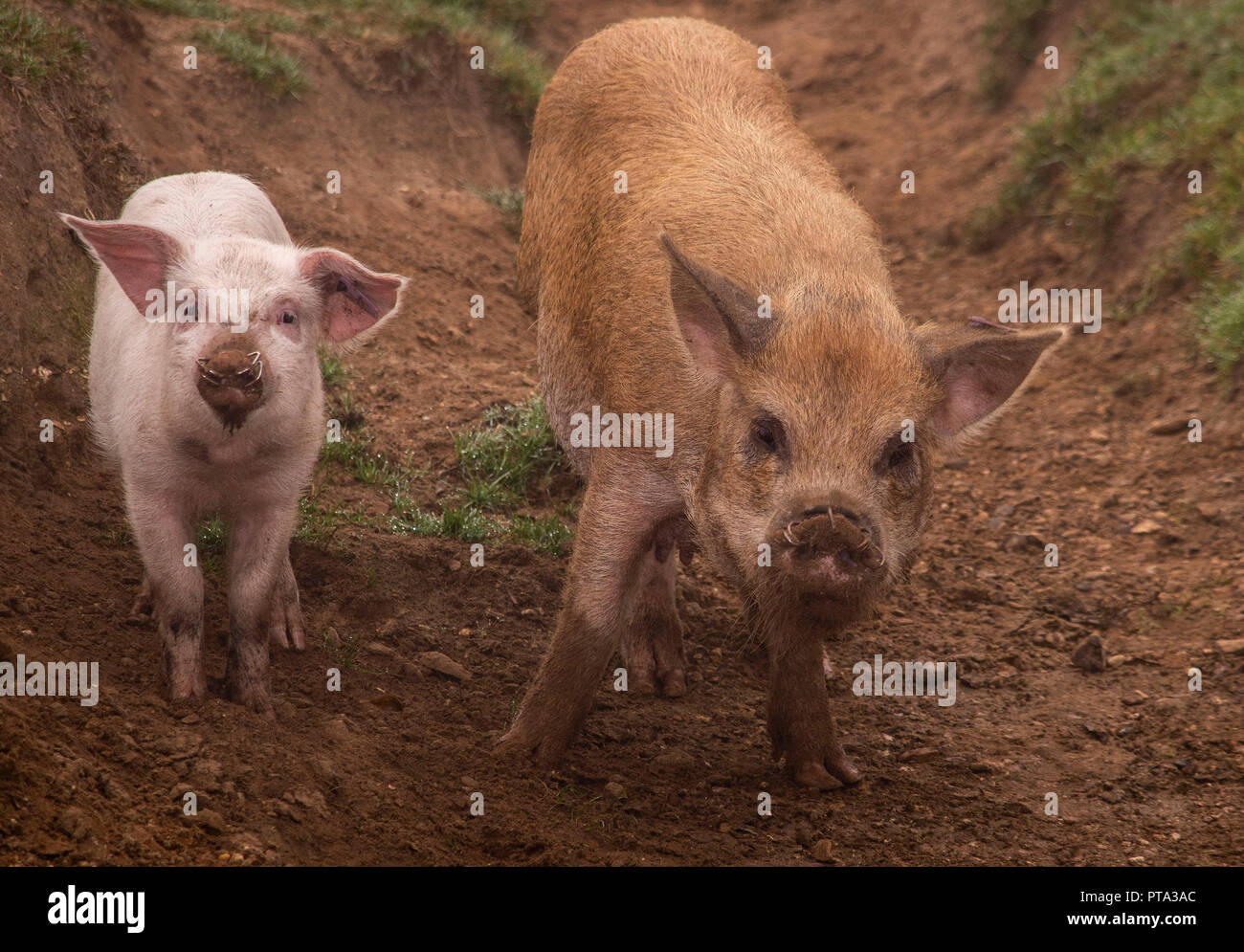 Boar Pigs High Resolution Stock Photography and Images - Alamy
