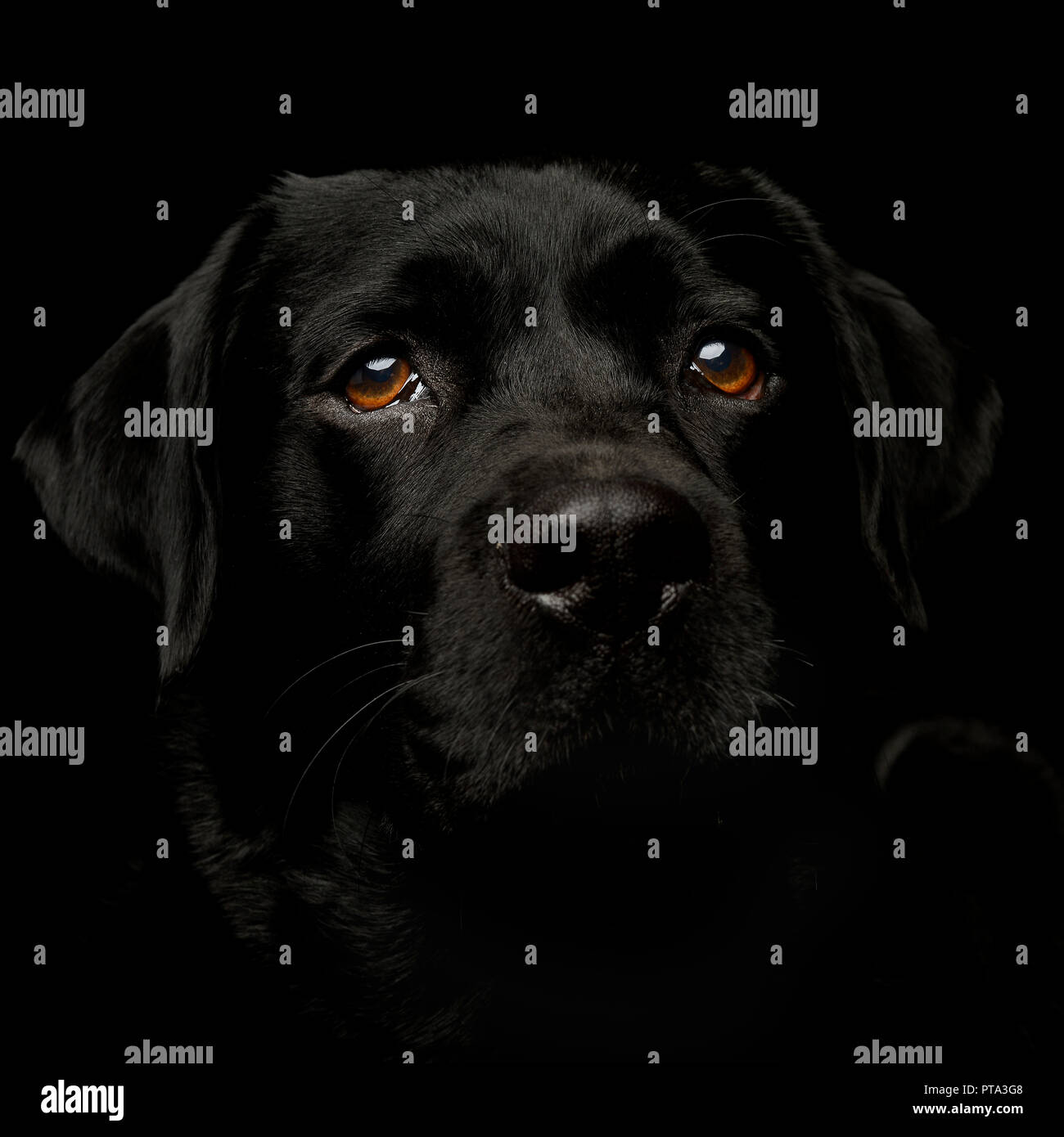 Black hound devil hi-res stock photography and images - Alamy