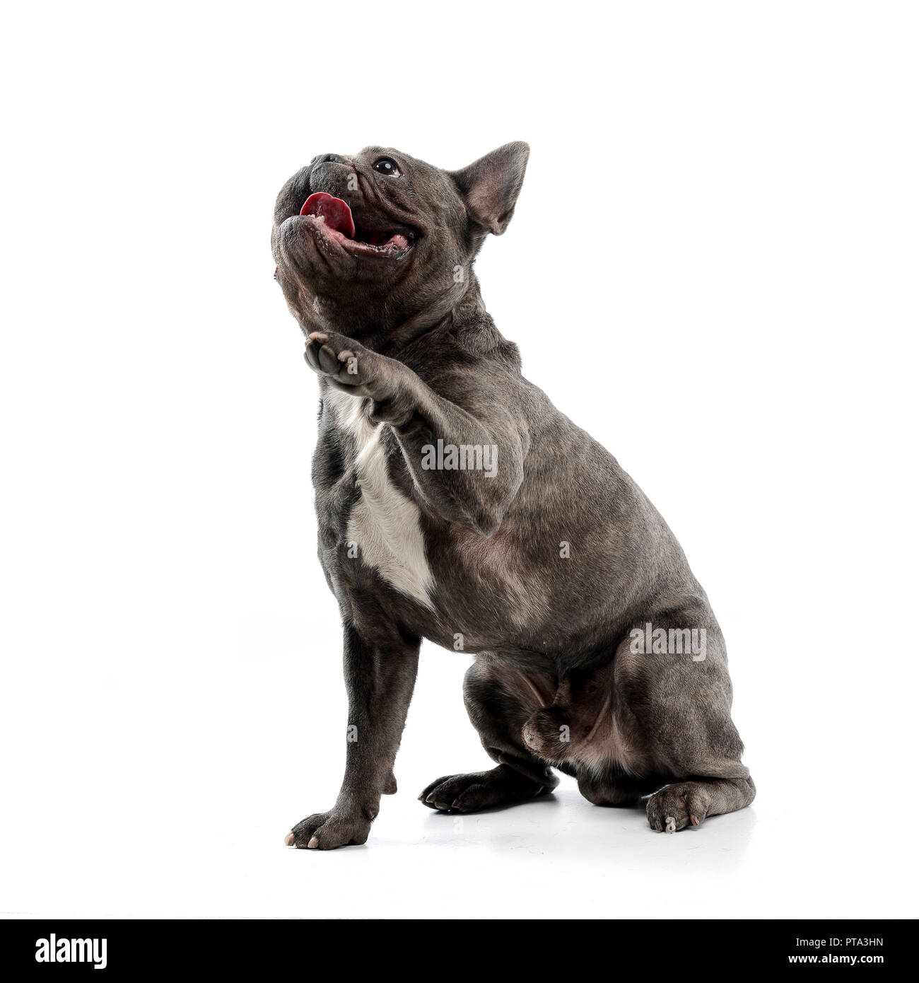 Dog lifting his leg hi-res stock photography and images - Alamy