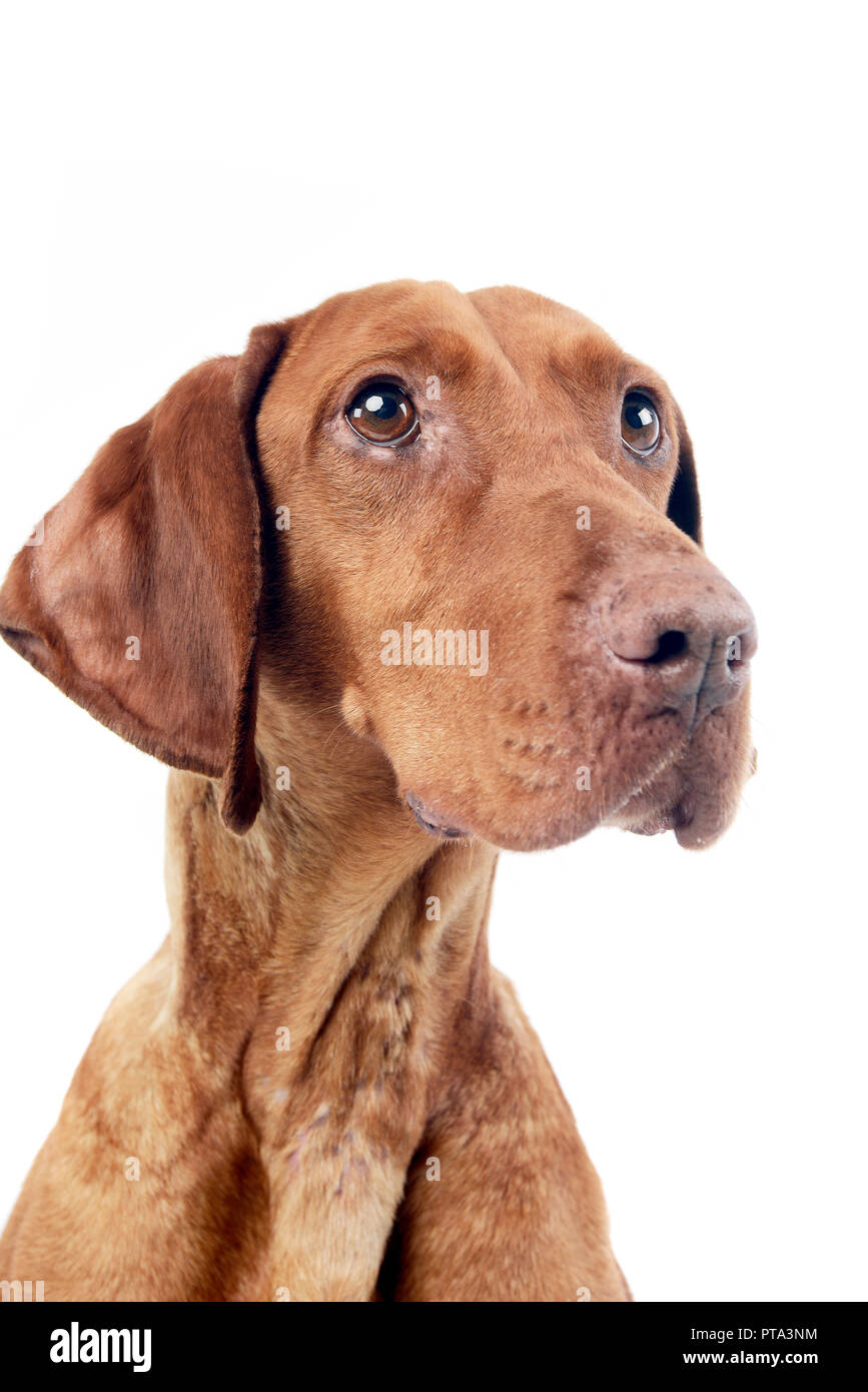 Portrait of an adorable Hungarian Vizsla, studio shot, isolated on ...