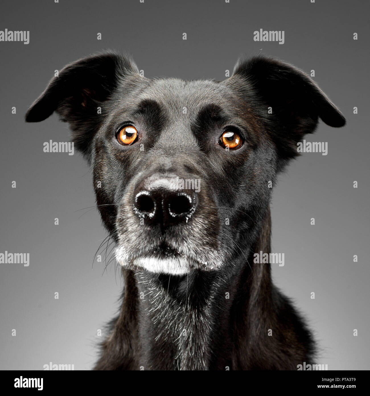 Portrait of an adorable mixed breed dog, studio shot, isolated on grey ...
