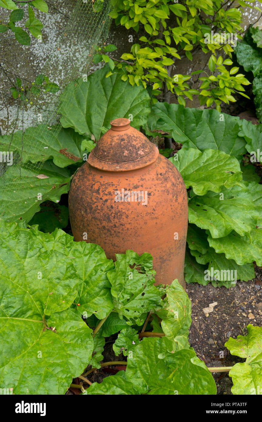 Terracotta rhubarb forcer in an English vegetable garden ...