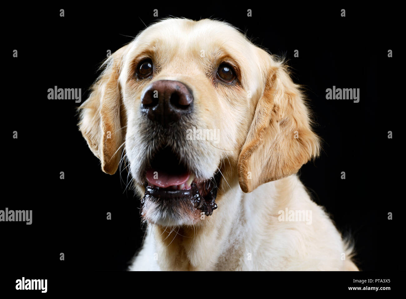 Portrait of an adorable Golden retriever, studio shot, isolated on ...
