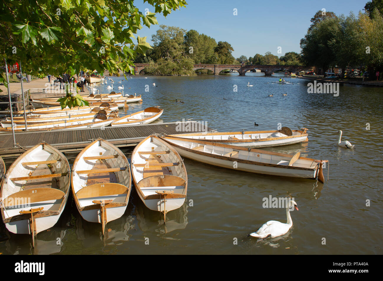 Rowing boats moored on the River Avon outside the Shakespeare Theatre ...