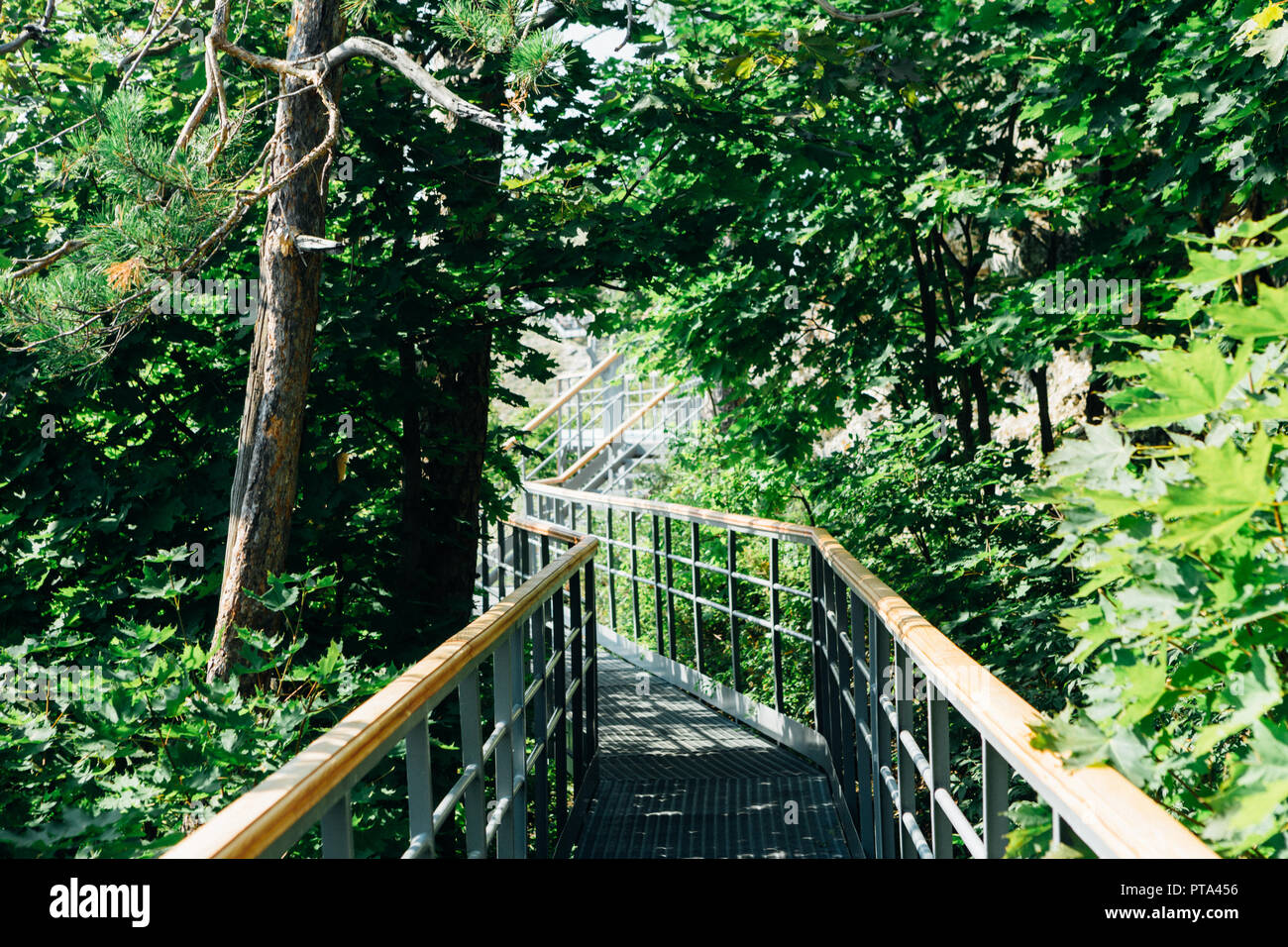 green trees and road bridge in the forest in the sunlight Stock Photo ...