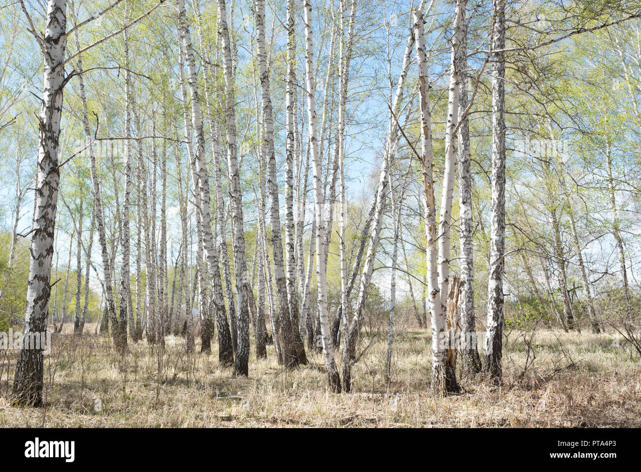 Spring birch forest Stock Photo - Alamy