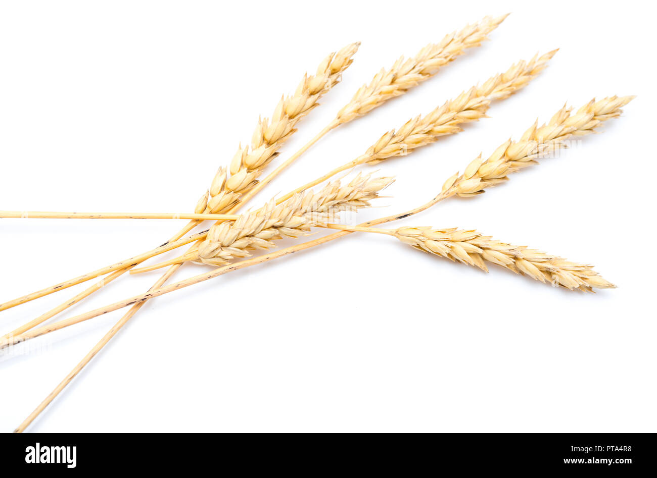 Wheat isolated on white background Stock Photo - Alamy