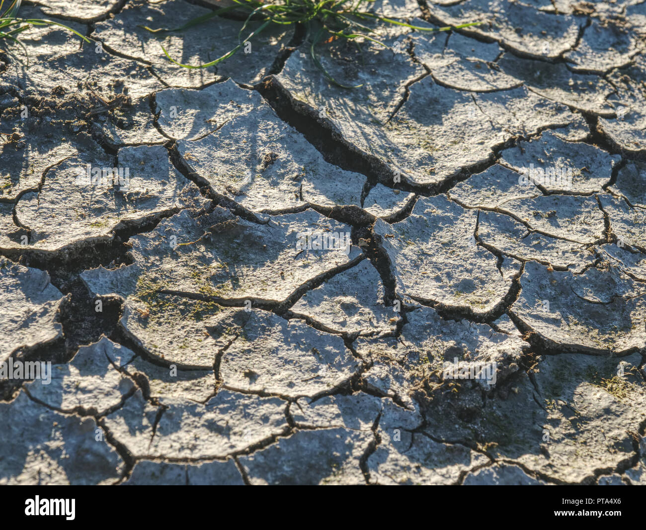Brown parched land with cracks due to dry climate. Dry grass turf on ...