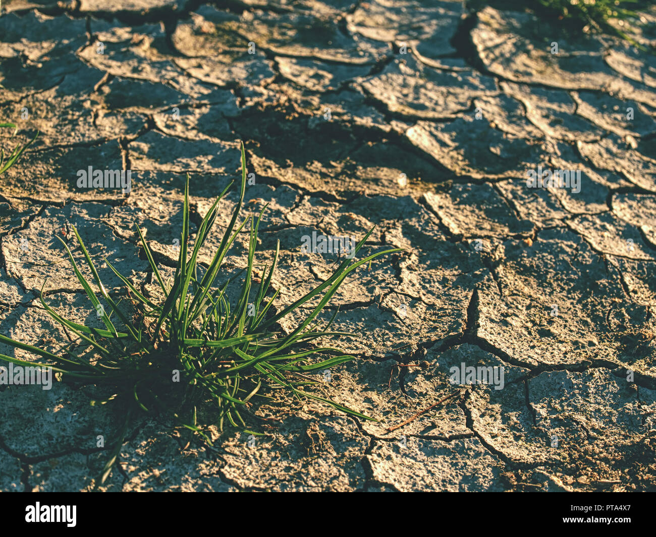 Ground in drought soil texture and dry mud. Green plant sprouts in arid ...