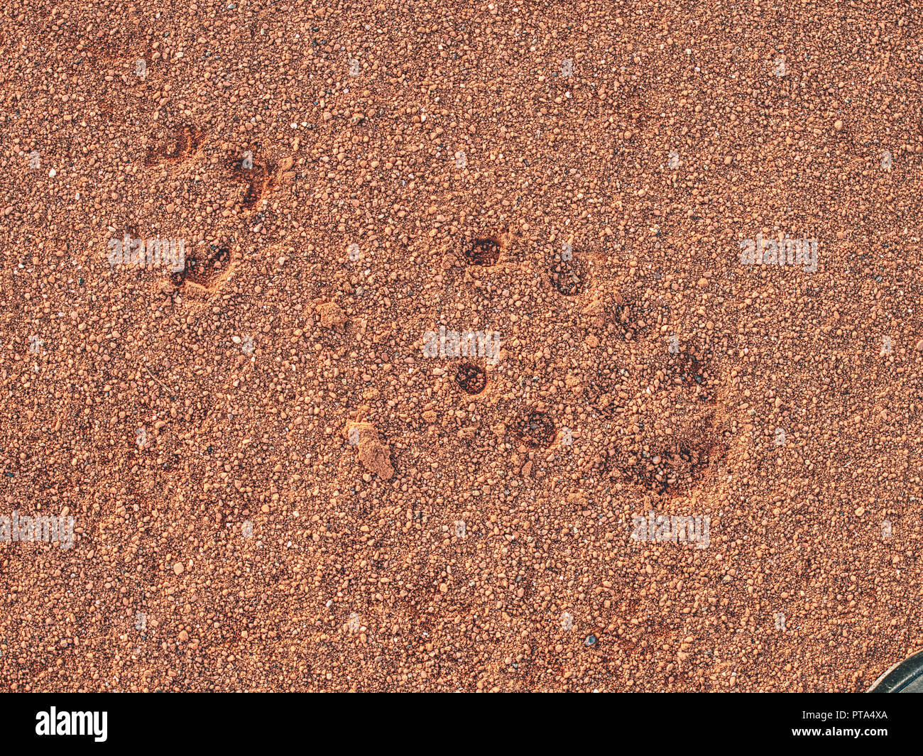 Footprint of traditional soccer cleats shoe cleats in dry red clay of ...