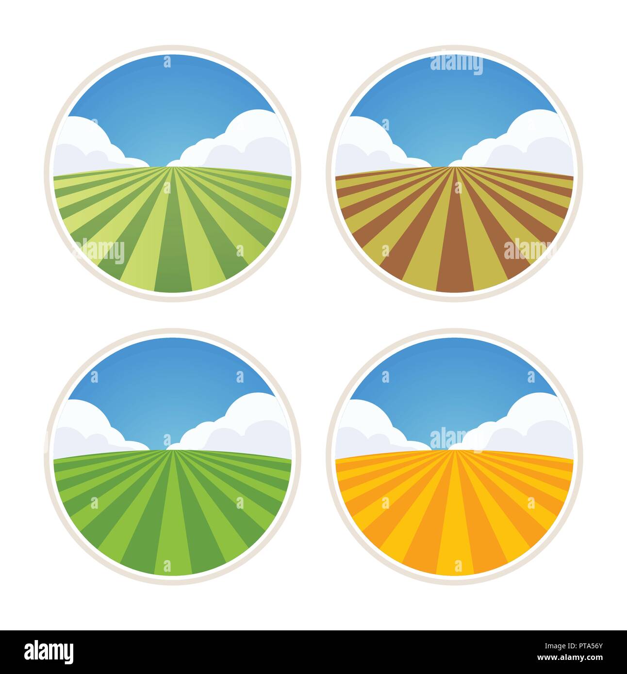 Barley green spring wheat Stock Vector Images - Alamy