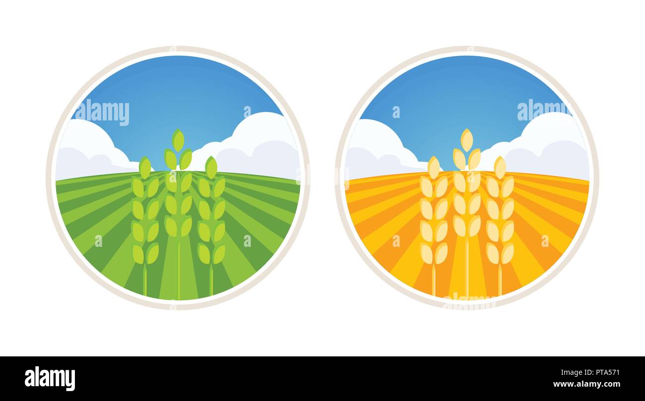 Barley green spring wheat Stock Vector Images - Alamy