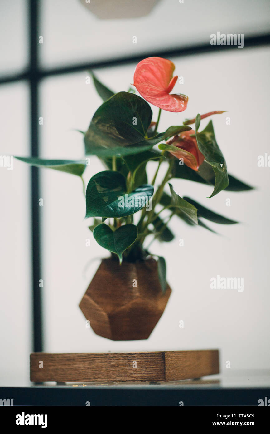 Levitating flower hi-res stock photography and images - Alamy