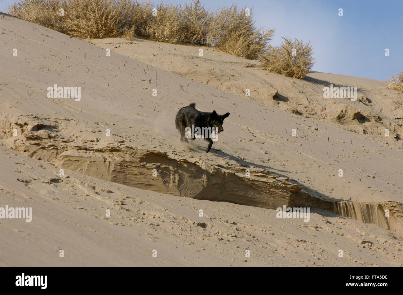 dog in the desert Stock Photo - Alamy