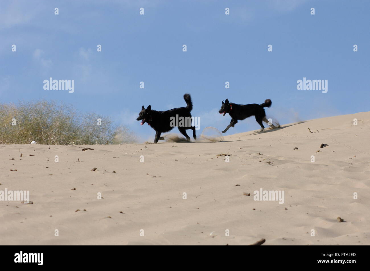 dogs in the desert Stock Photo - Alamy