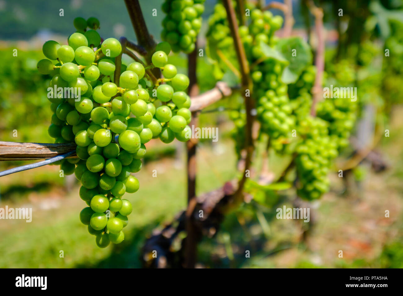 Ripe white grapes at the vineyard Stock Photo - Alamy