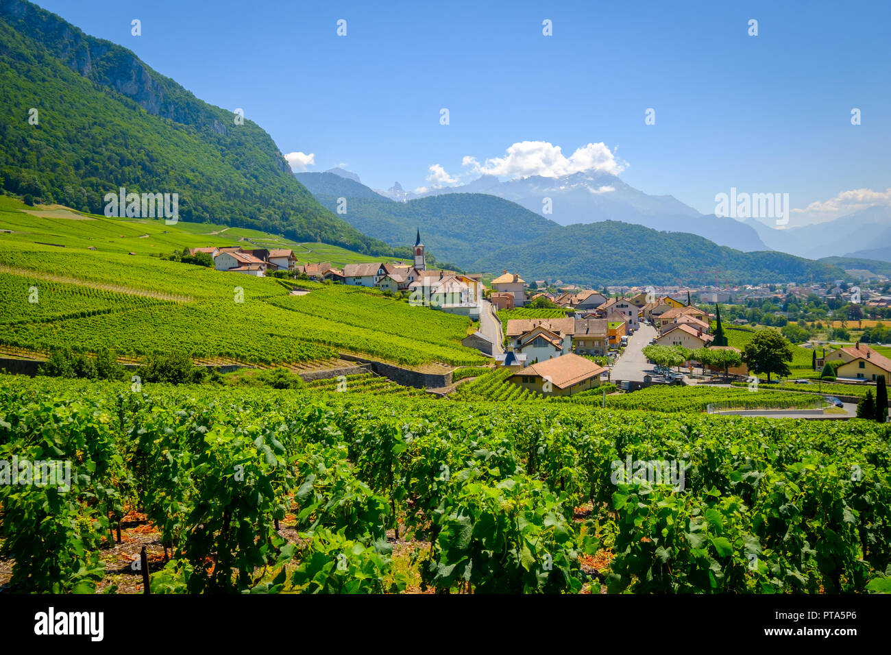 Summer Switzerland valley landscape with vineyards at foreground Stock ...