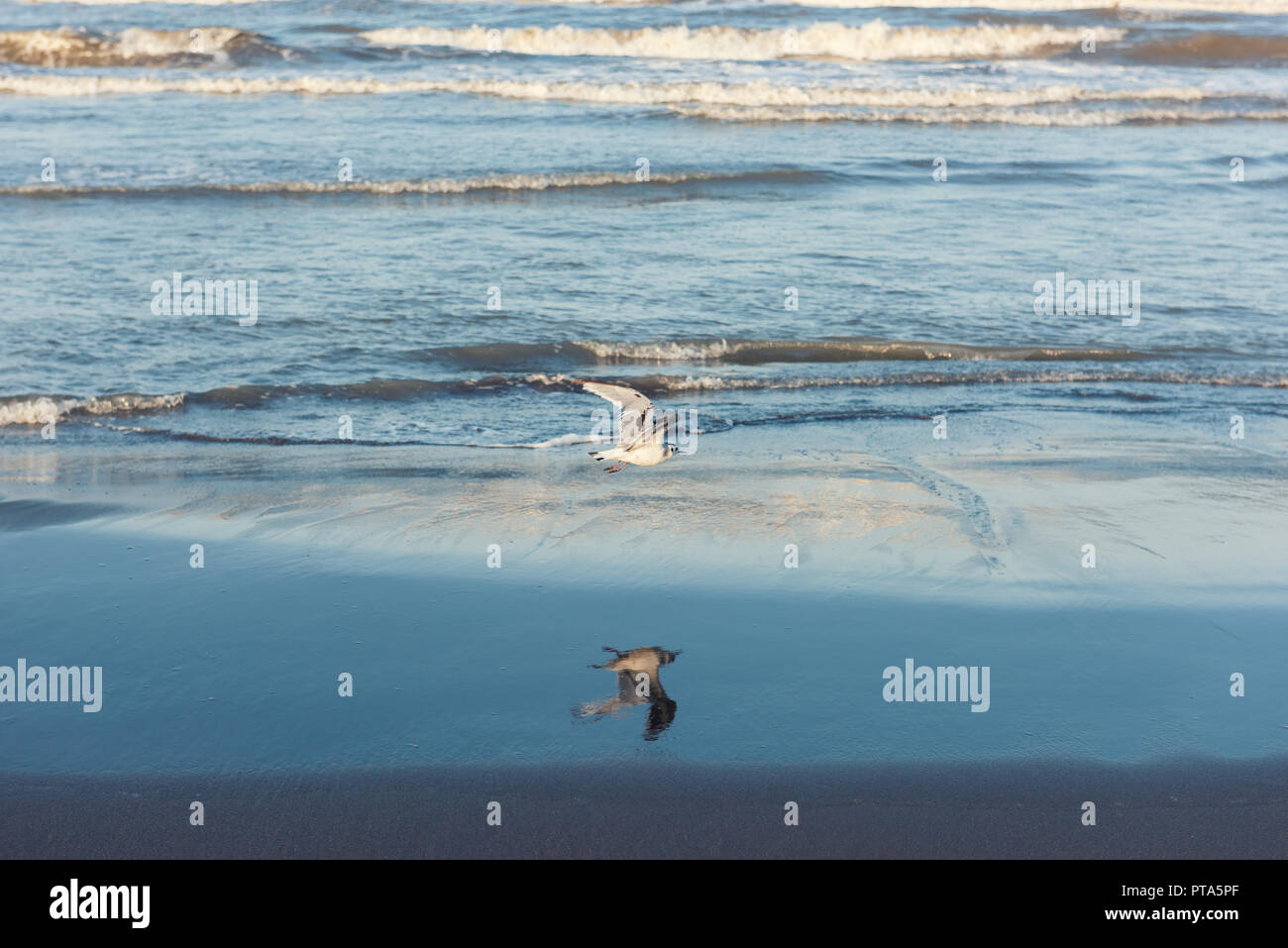 Seagull flying over the seashore Stock Photo - Alamy