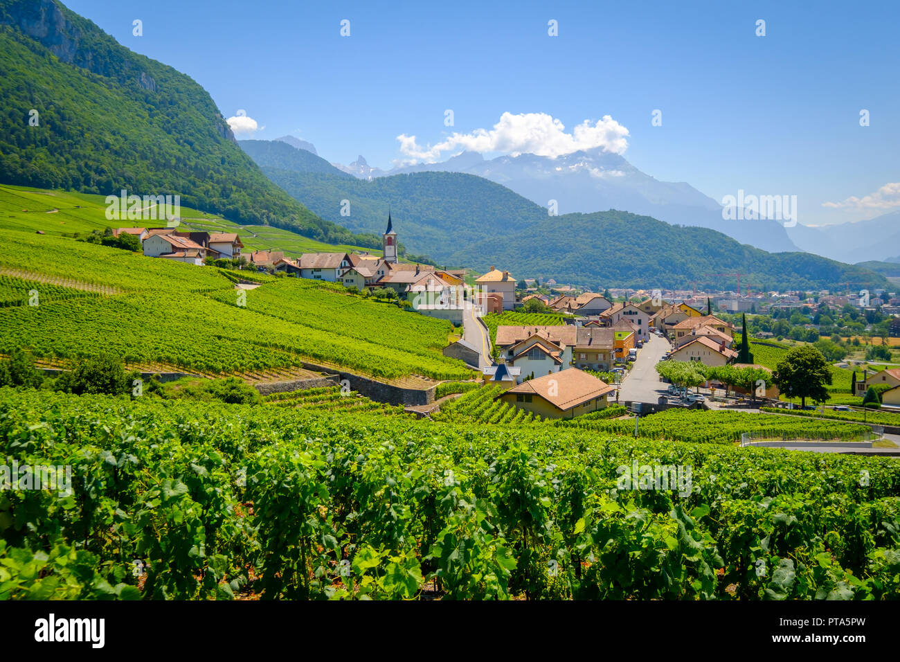 Summer Switzerland valley landscape with vineyards at foreground Stock ...