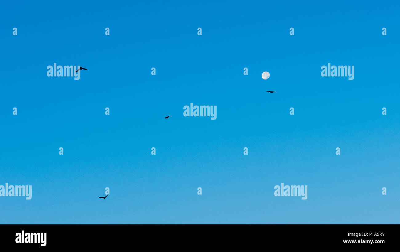 Lunar birds hi-res stock photography and images - Alamy